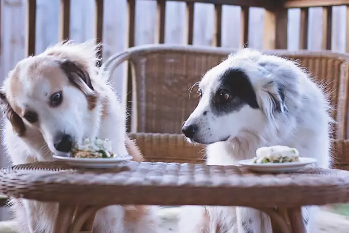 Dog Dinner Recipe: Fish Cakes - Food with Feeling