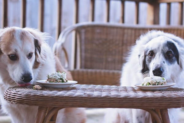 Dog Dinner Recipe: Fish Cakes - Food with Feeling