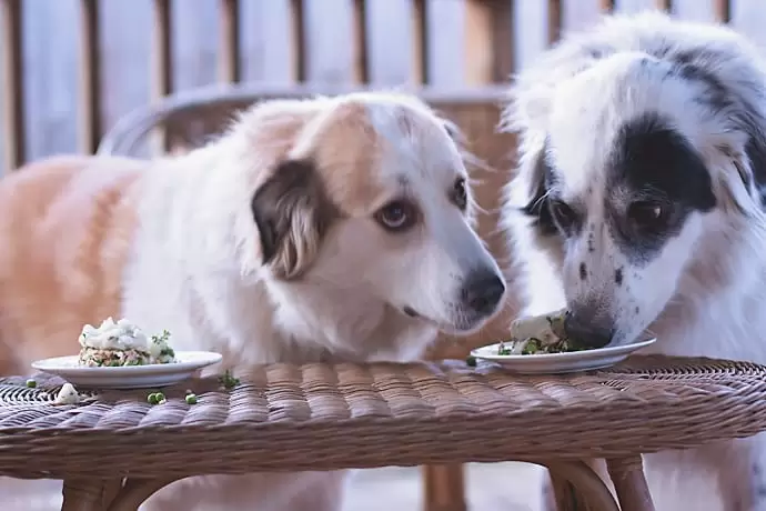 Dog Dinner Recipe: Fish Cakes - Food with Feeling
