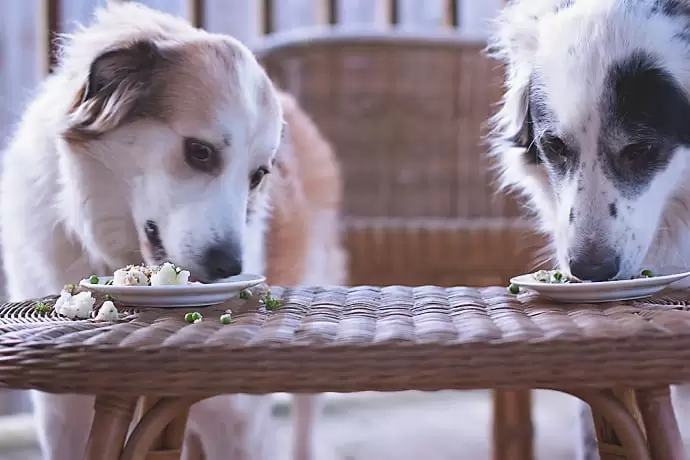 Dog Dinner Recipe: Fish Cakes - Food with Feeling