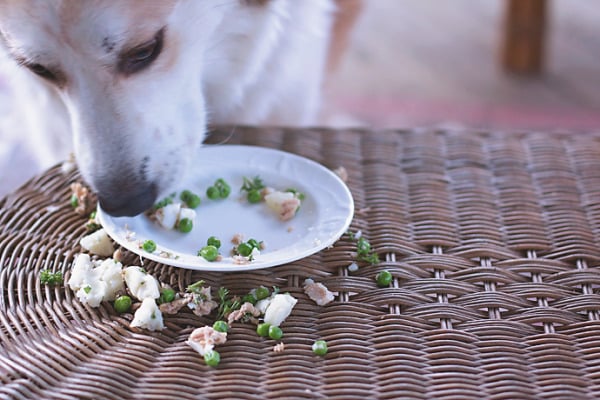 Dog Dinner Recipe: Fish Cakes - Food with Feeling