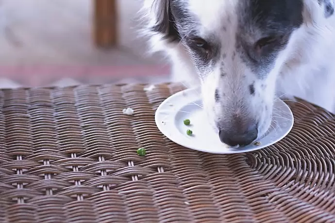 Dog Dinner Recipe: Fish Cakes - Food with Feeling
