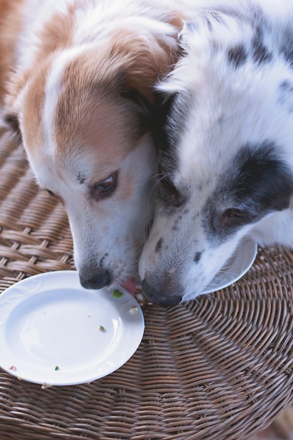 Dog Dinner Recipe: Fish Cakes - Food with Feeling