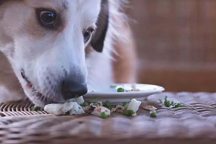 Dog Dinner Recipe: Fish Cakes - Food with Feeling