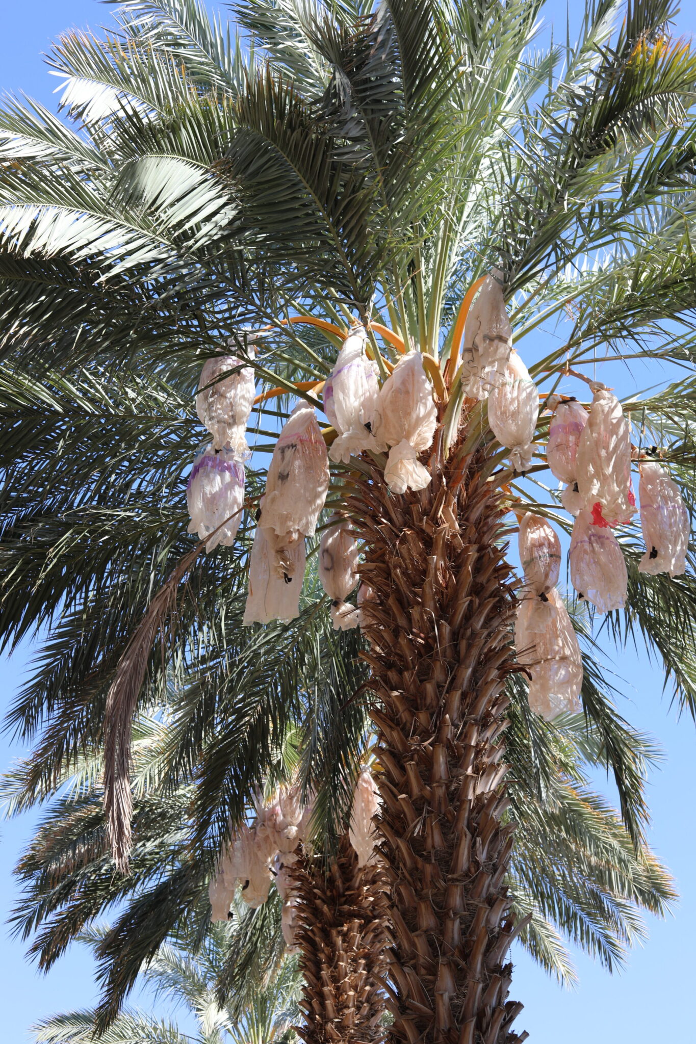 Dates 101 - Food with Feeling