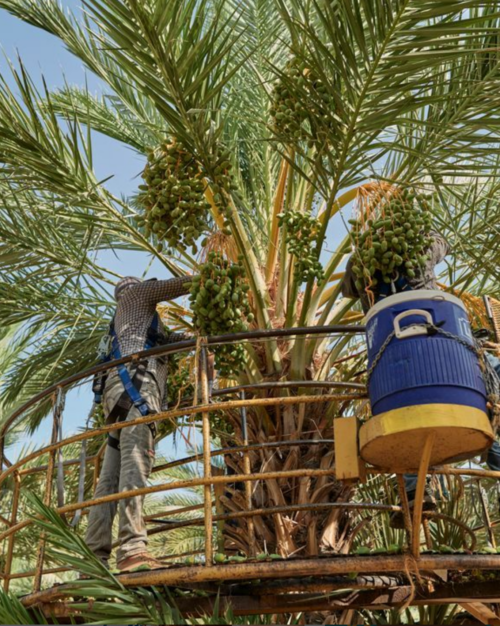 Dates 101 - Food with Feeling