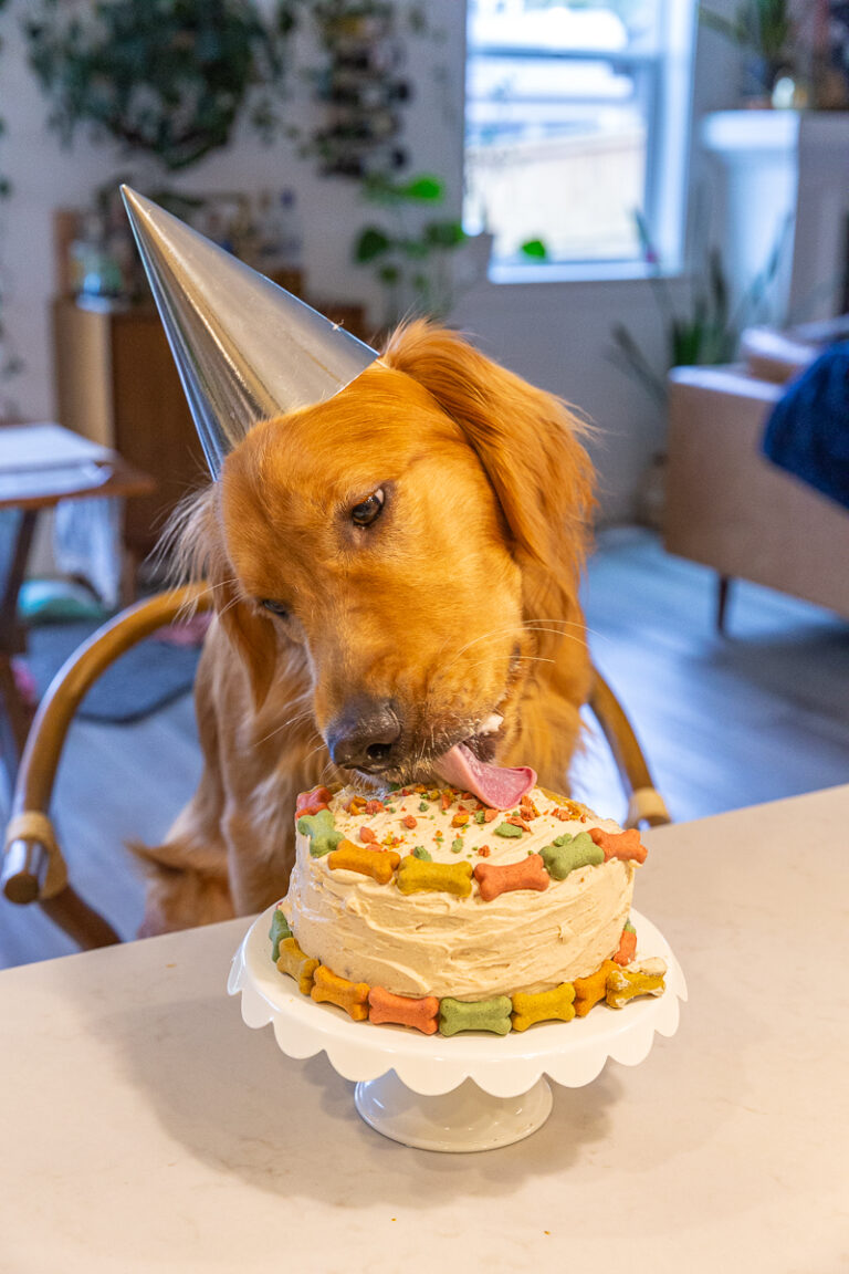 Dog Birthday Cake Recipe - Food with Feeling