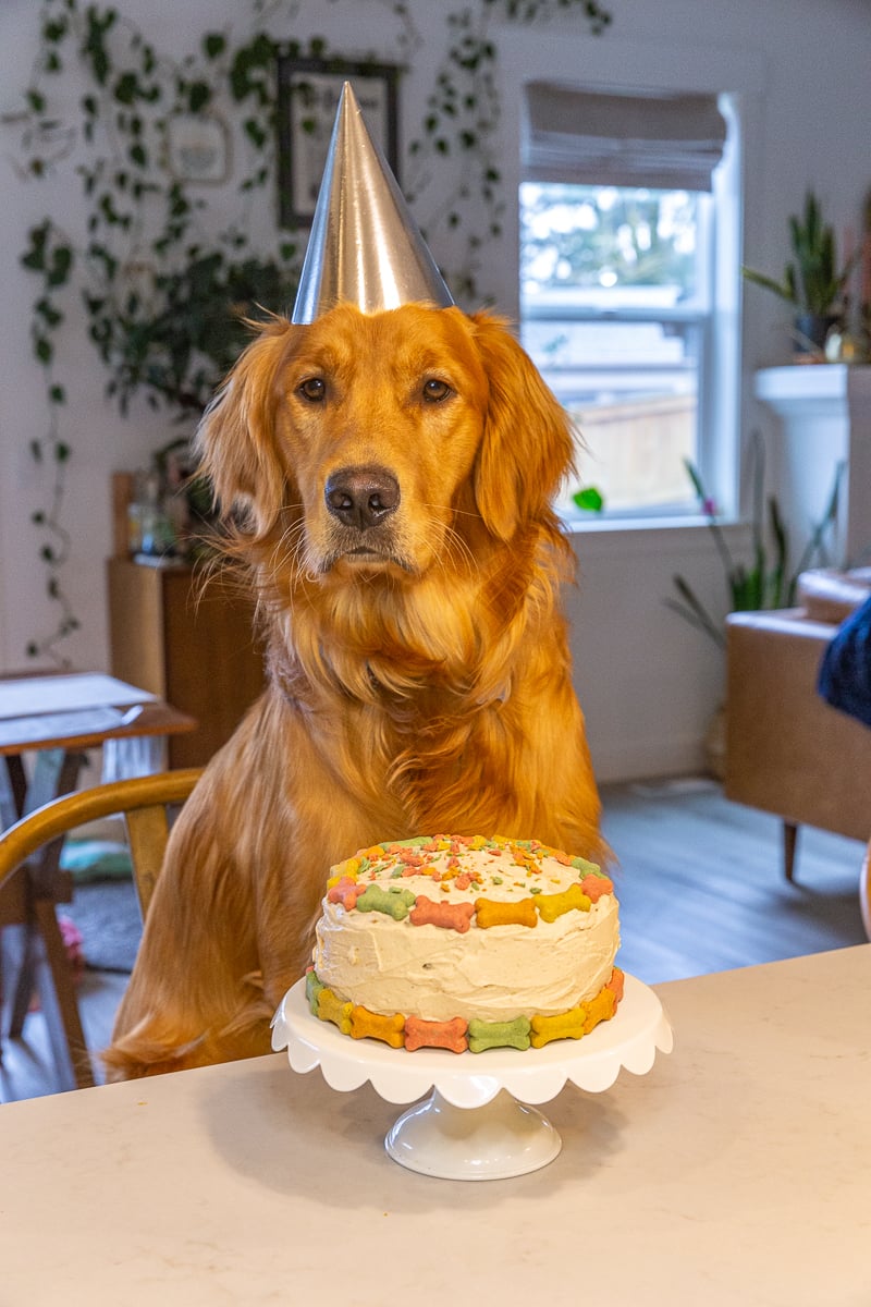 Dog Birthday Cake Recipe - Food with Feeling